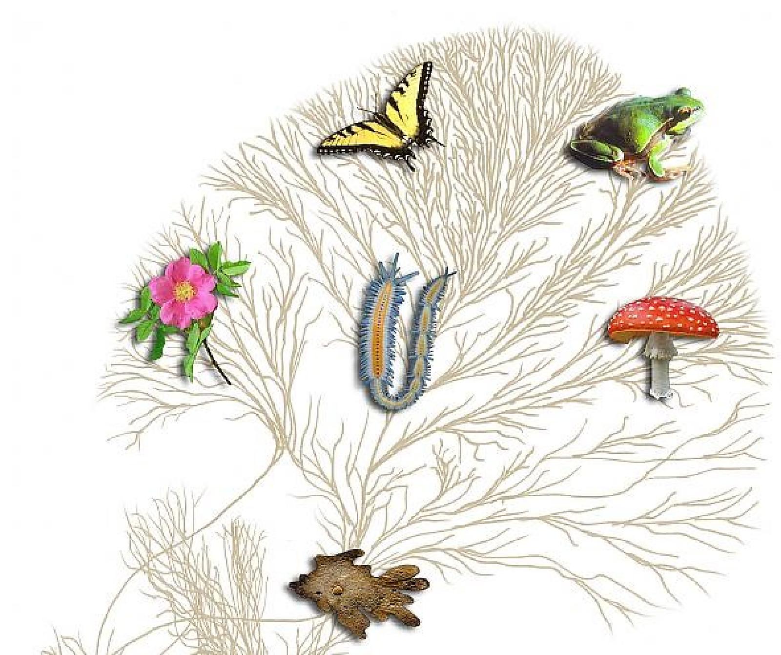 Research – evolVienna – Evolutionary Research in Vienna